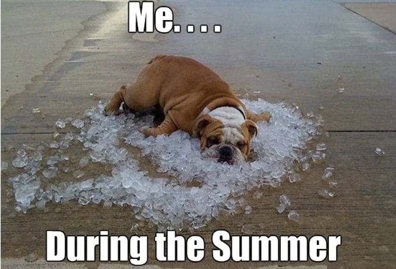 35 Sizzling Hot Weather Memes For Beating The Summer Heat