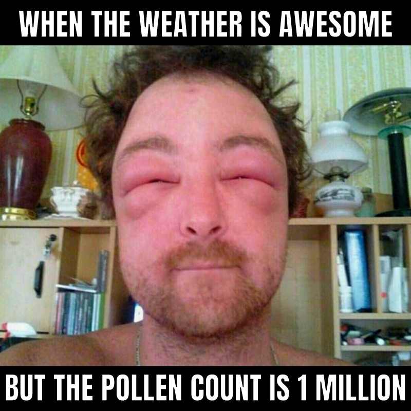 20 Best Pollen Memes To Help You Laugh Through The Sneezes