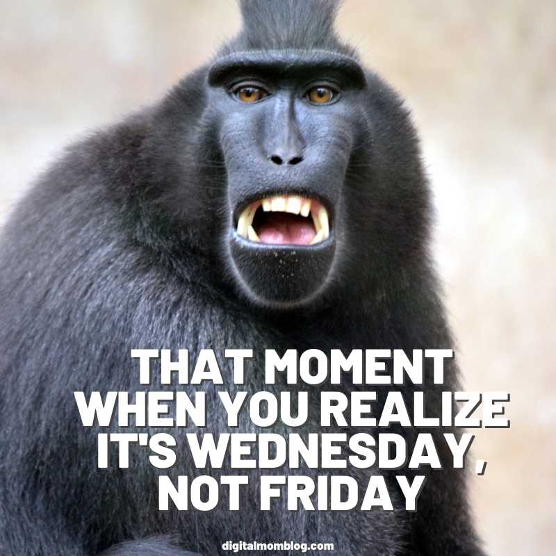 50 Fun Wednesday Memes To Get You Through The Mid-Week Slump