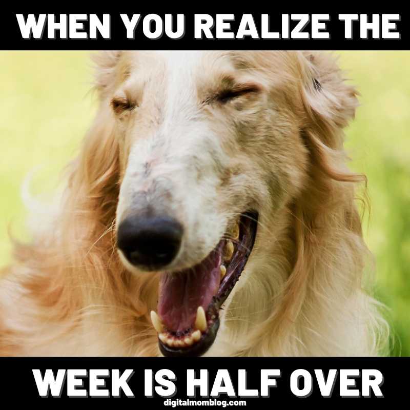 50 Fun Wednesday Memes To Get You Through The Mid-Week Slump