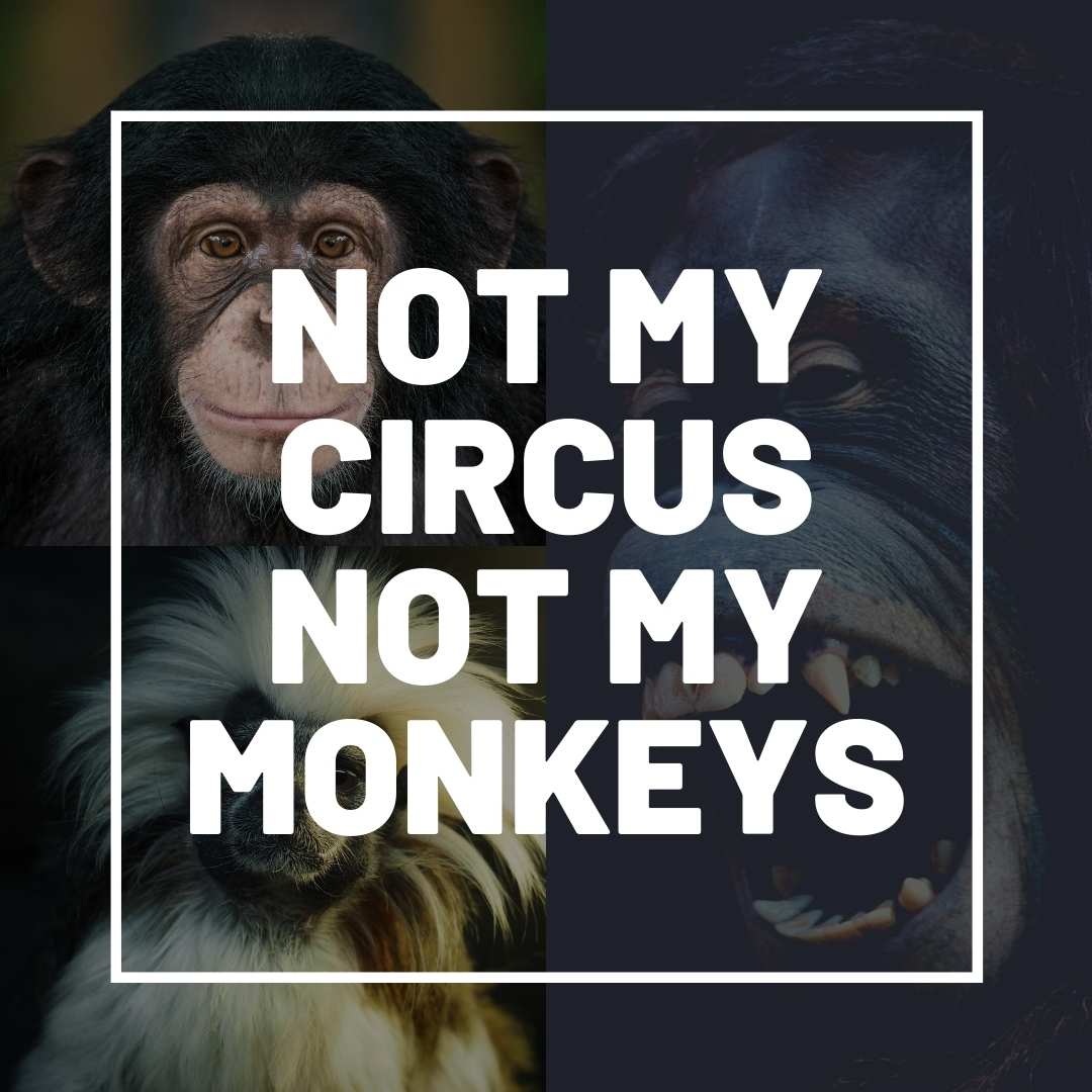 20 Hilarious Monkey Memes To Instantly Brighten Your Day