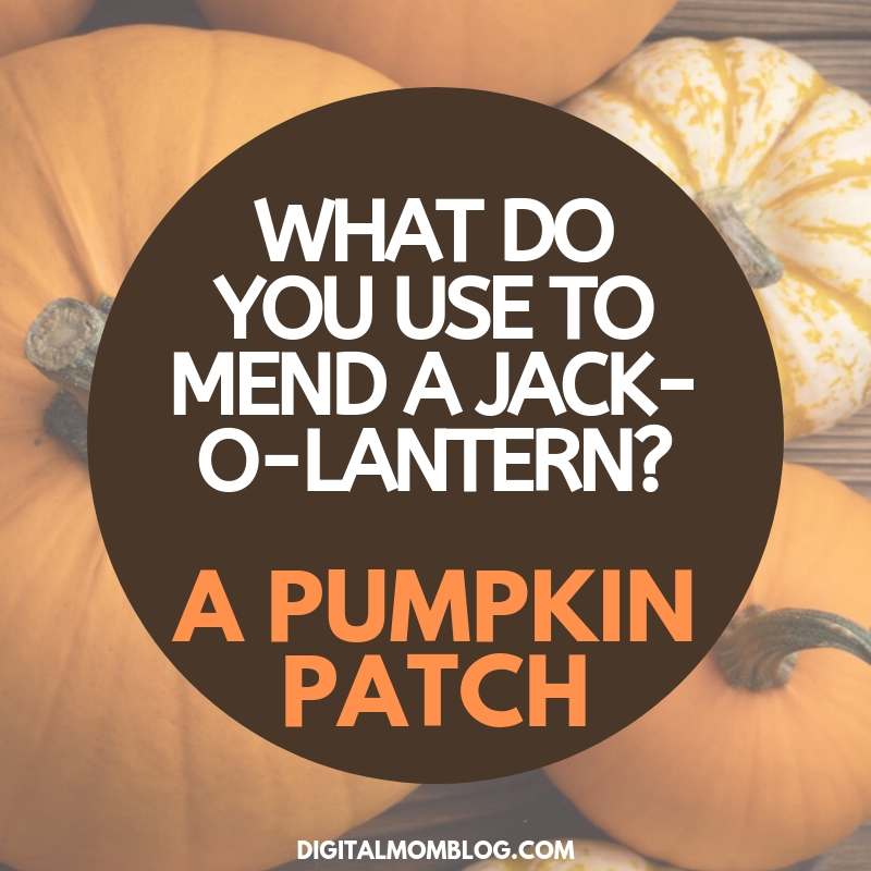 25 Best Pumpkin Memes And Jokes For Fall Lovers