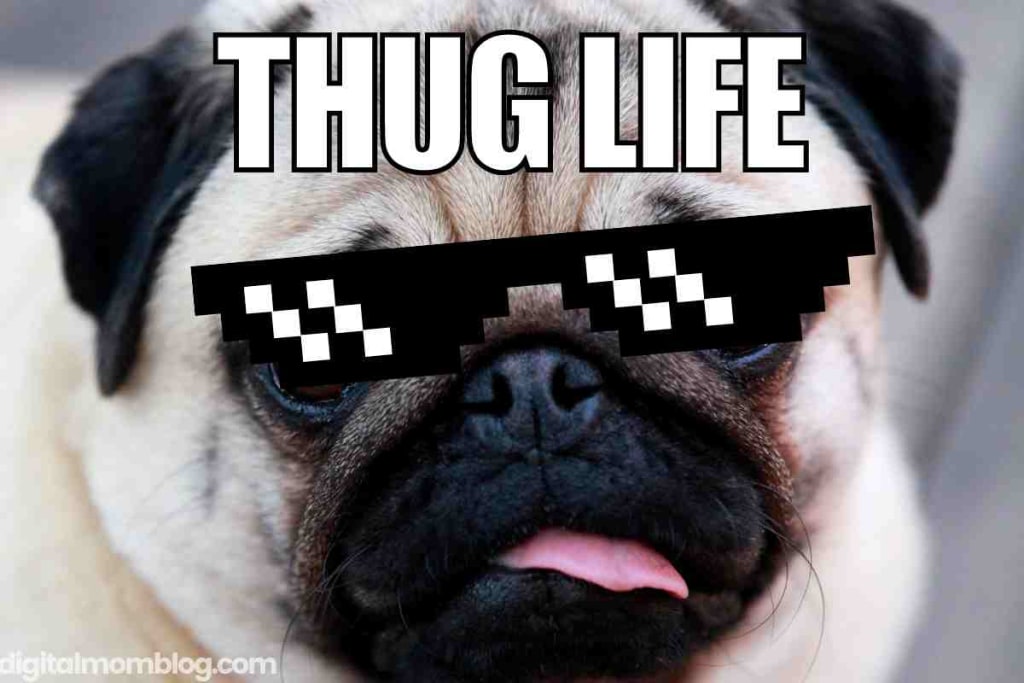 27 Funny Memes About Life That Will Make You LOL