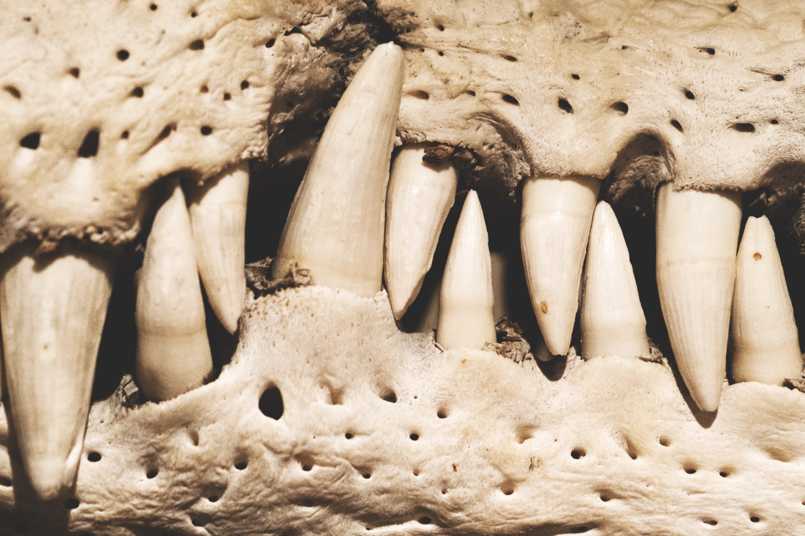 Dragon Teeth - Dragon Fun Facts - Dr. S.K. Burkman