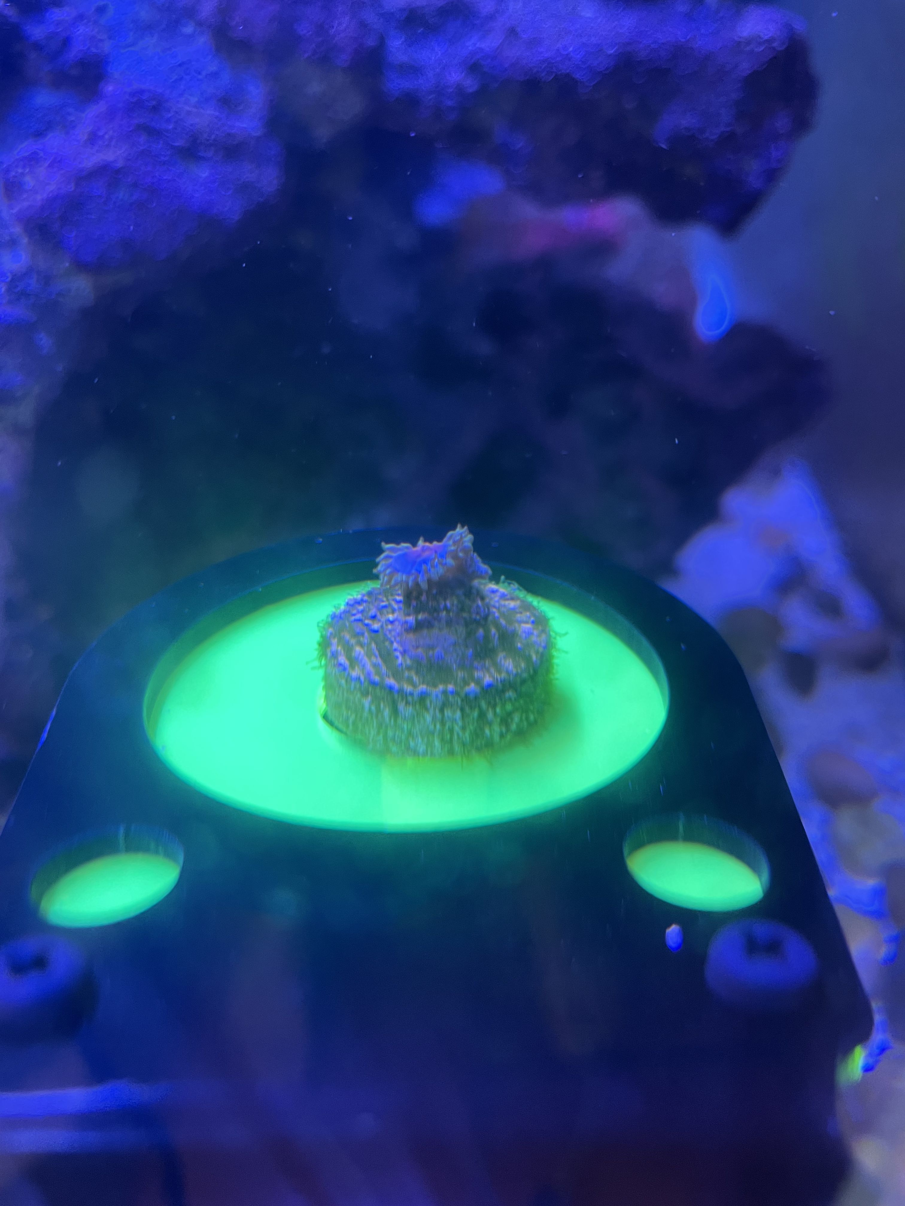 Build Thread - 75 gallon reef tank - first time! | Reef2Reef