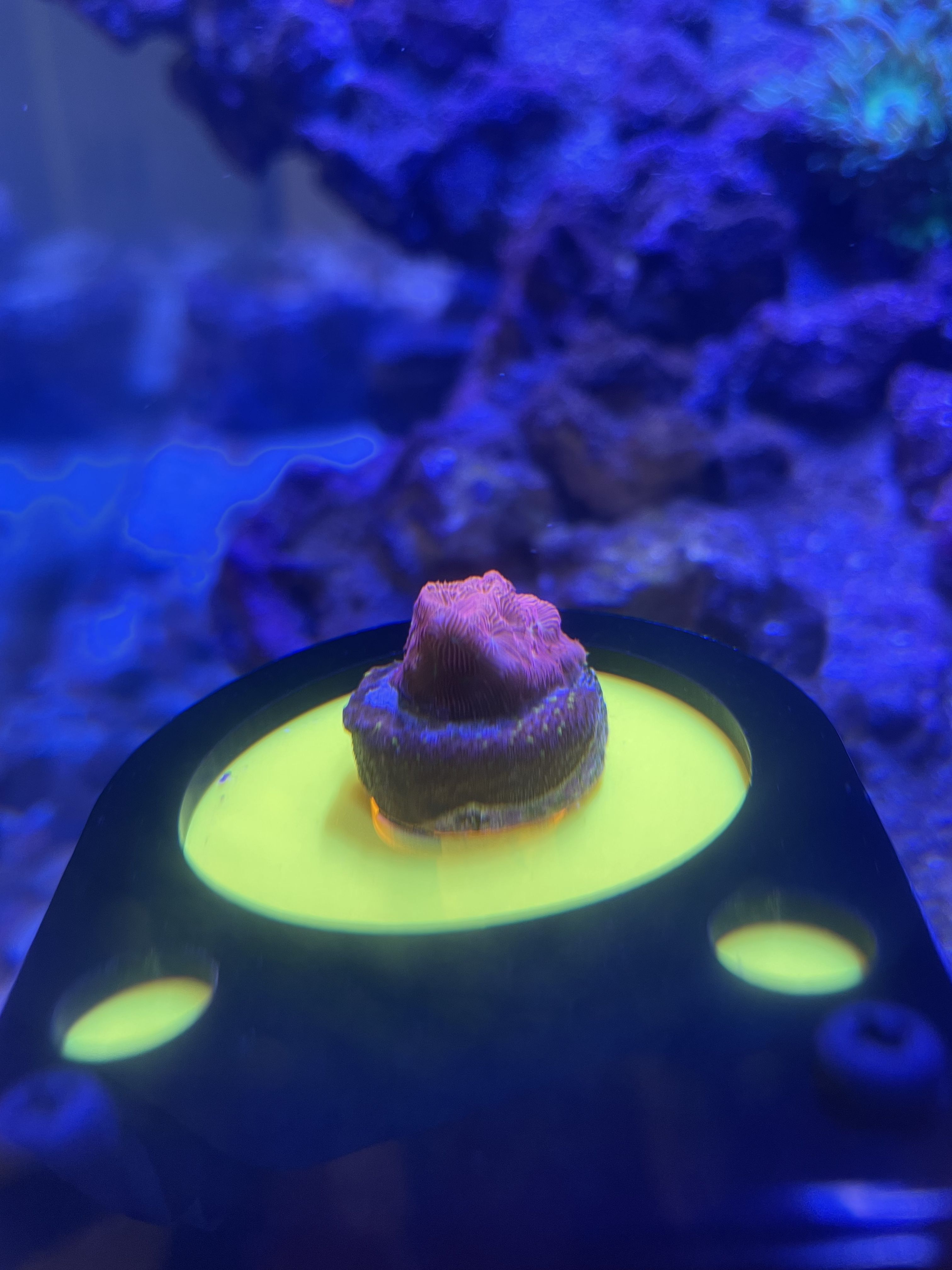 Build Thread - 75 gallon reef tank - first time! | Reef2Reef