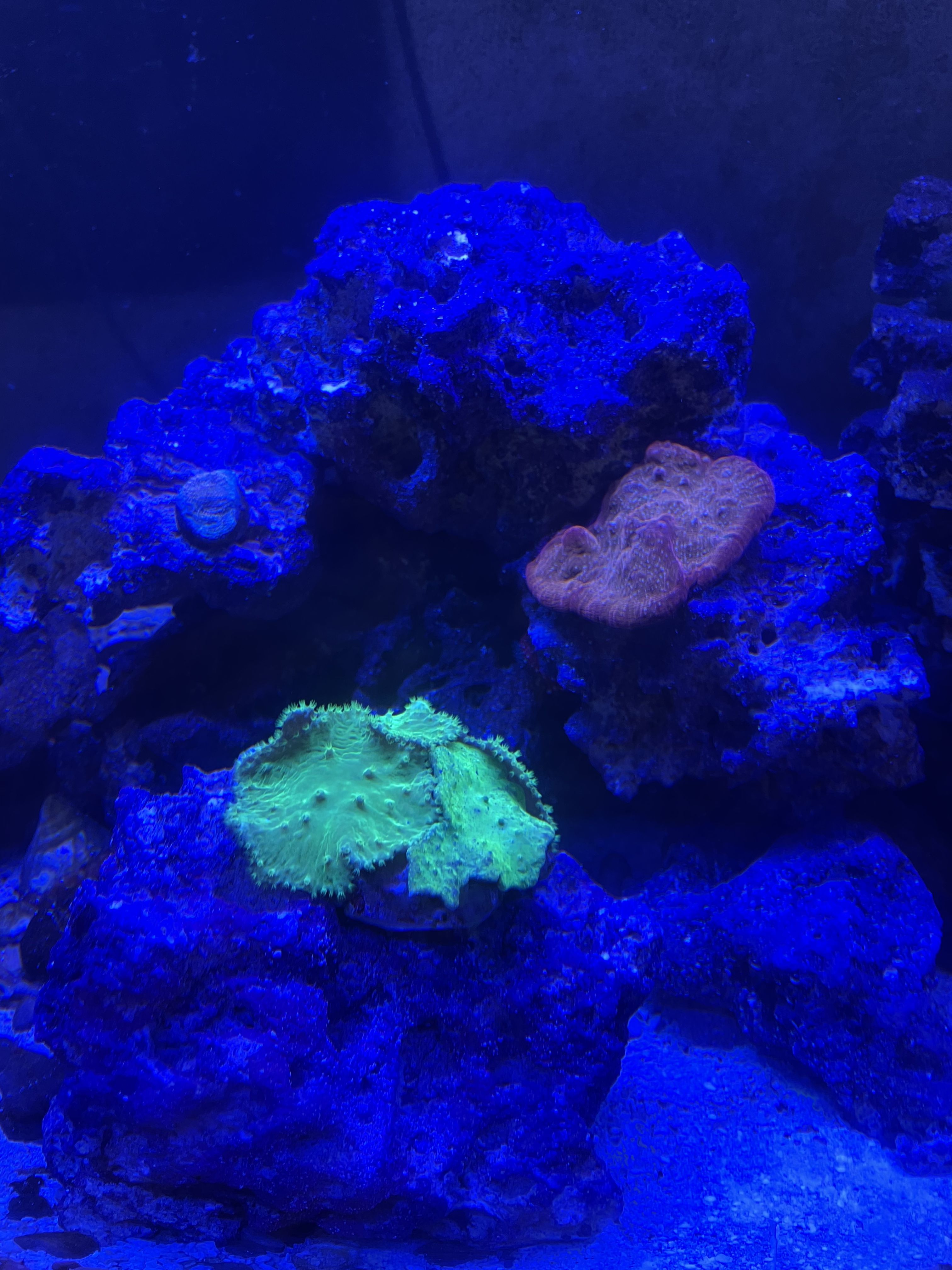 Build Thread - 75 gallon reef tank - first time! | Reef2Reef