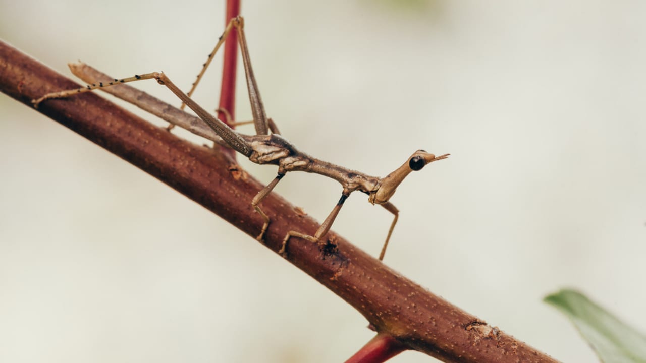 Meet The Dual-Gender Stick Insect! Pet Is Confirmed To Be Half-Male And ...