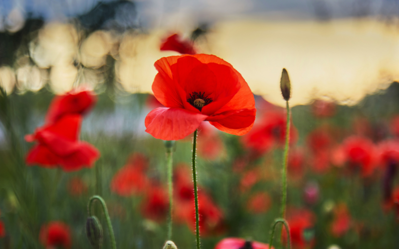 Commemorating Remembrance Day at Moody's Corporation