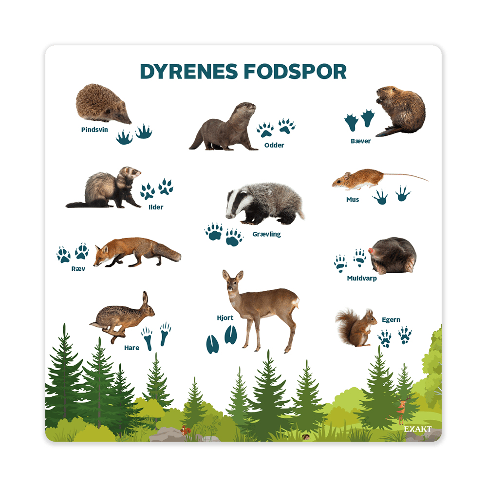 Dyrenes fodspor - Naturformidling | EXAKT