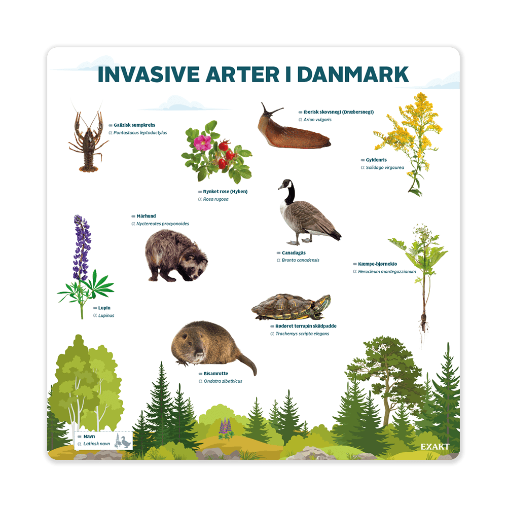 Invasive arter i Danmark - Naturformidling | EXAKT