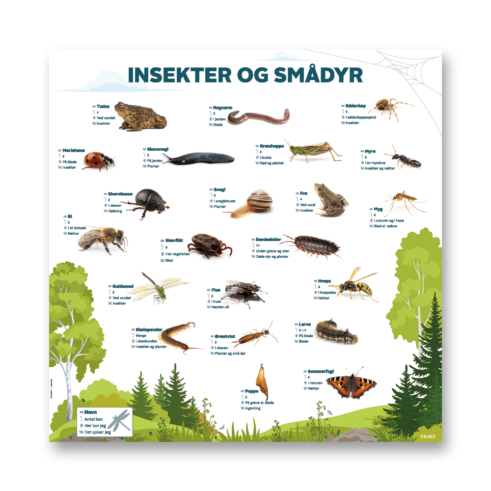 Original læringstavle med Insekter og smådyr | EXAKT