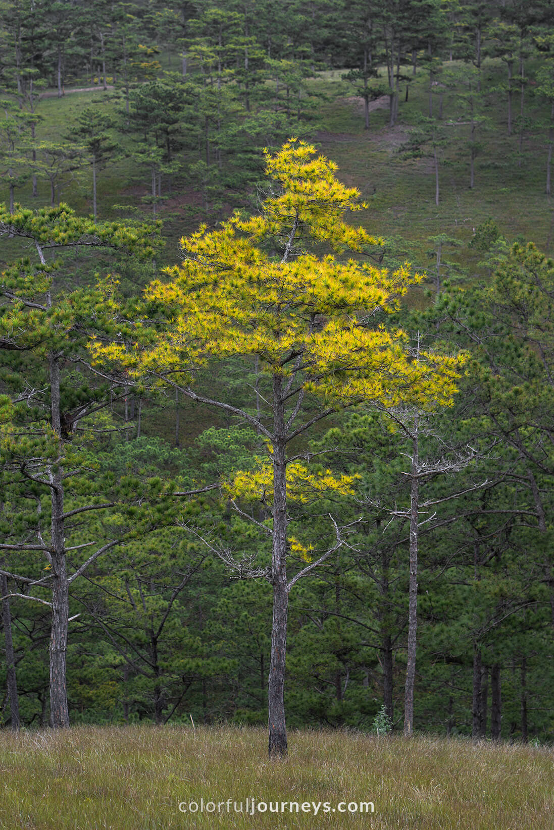 13 Best Things to Do in Dalat, Vietnam