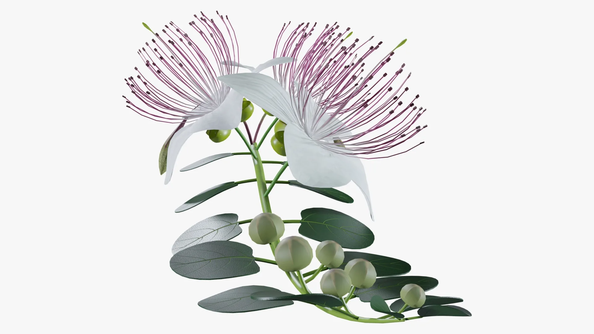 Caper flower - FlippedNormals