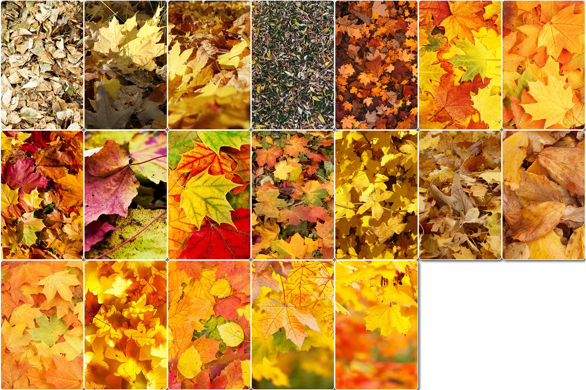 50 Colored maple leaves, Autumn - FlippedNormals