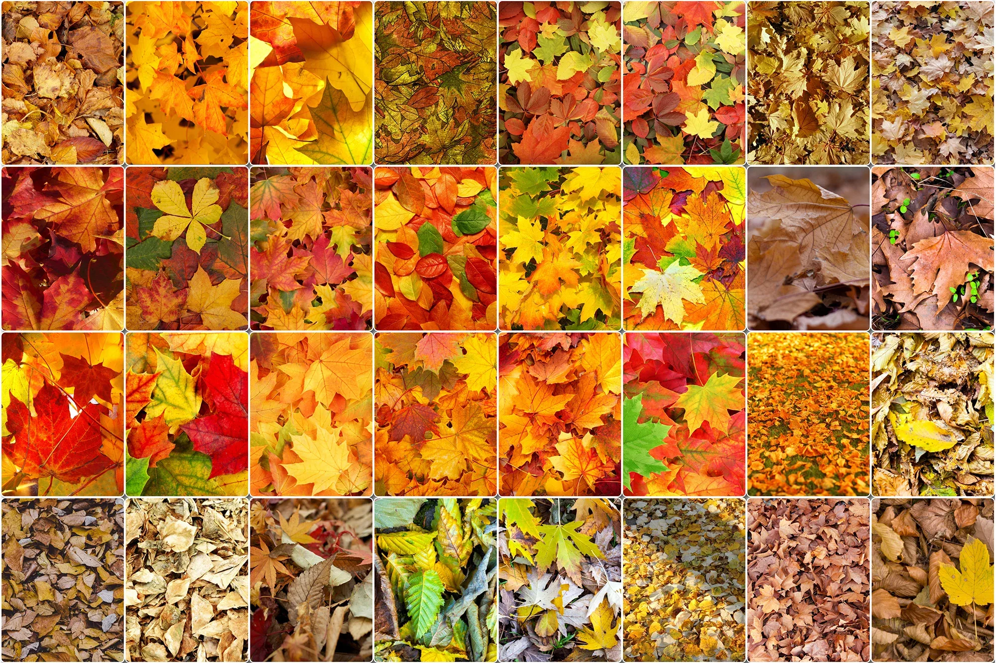 50 Colored maple leaves, Autumn - FlippedNormals