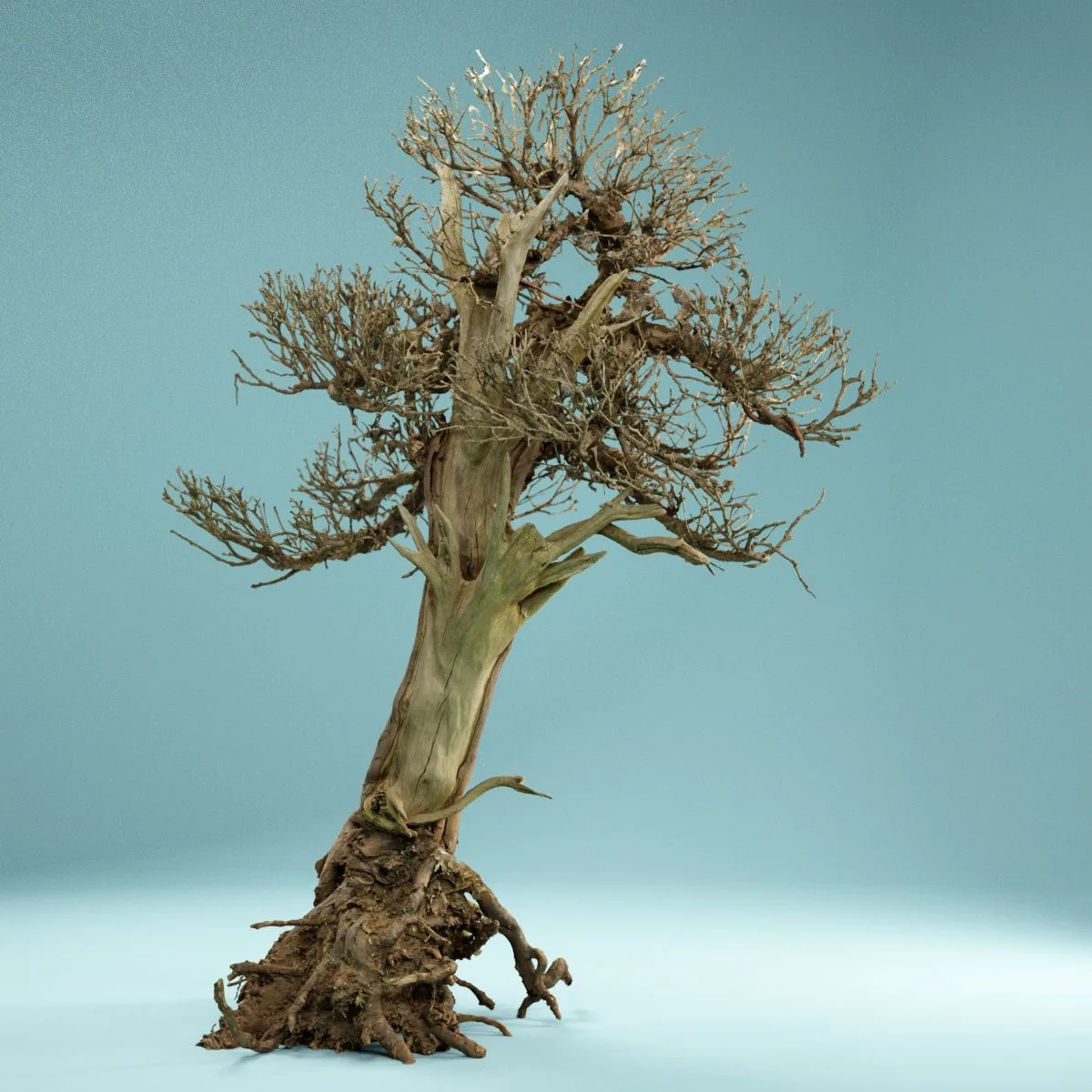RAW SCAN Dead Bonsai Tree 2 - FlippedNormals
