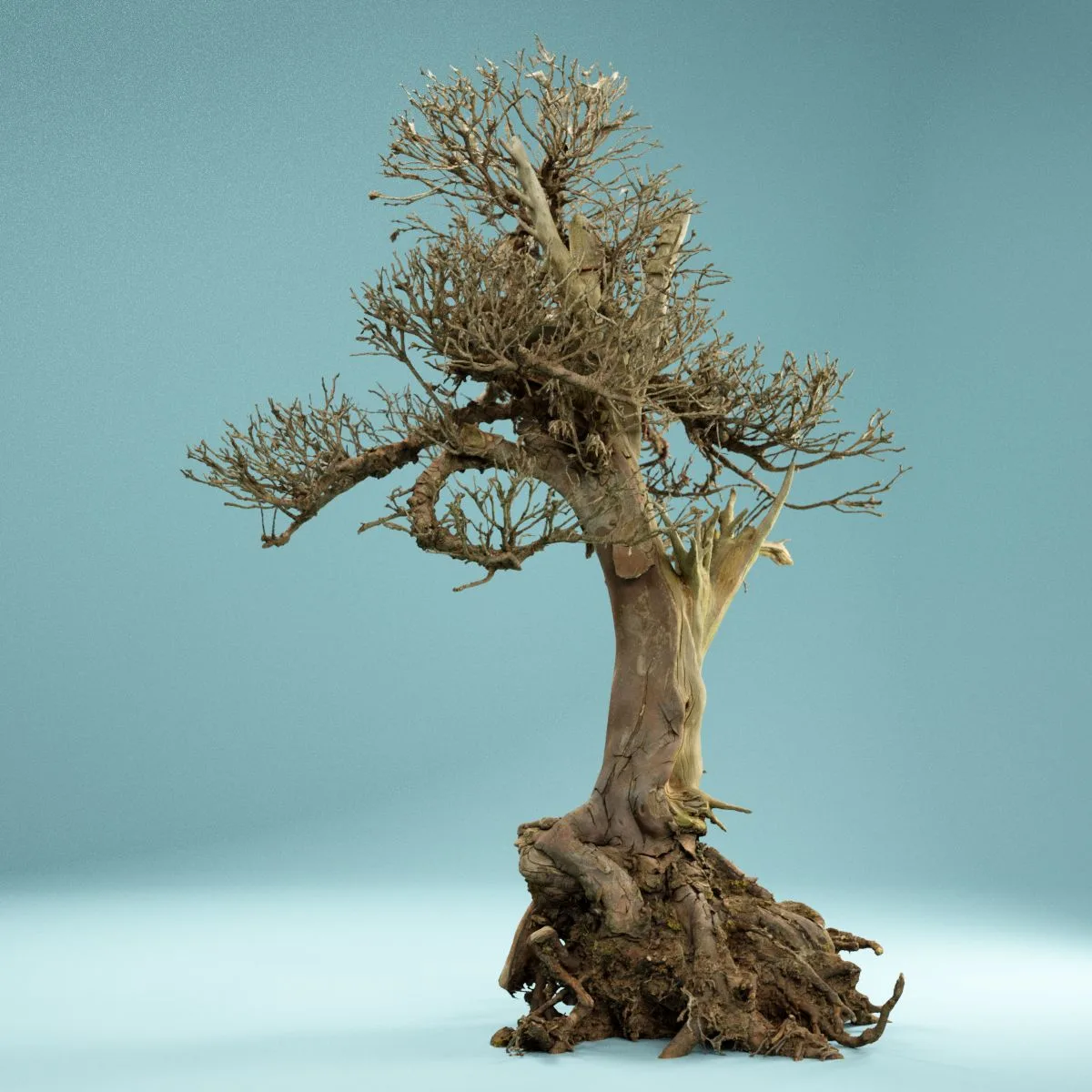 RAW SCAN Dead Bonsai Tree 2 - FlippedNormals