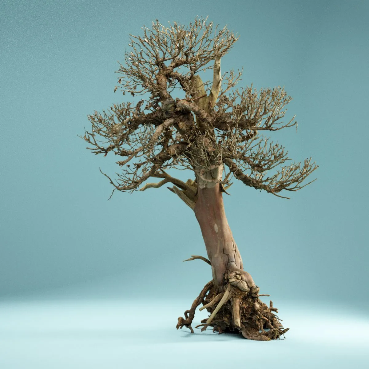 RAW SCAN Dead Bonsai Tree 2 - FlippedNormals