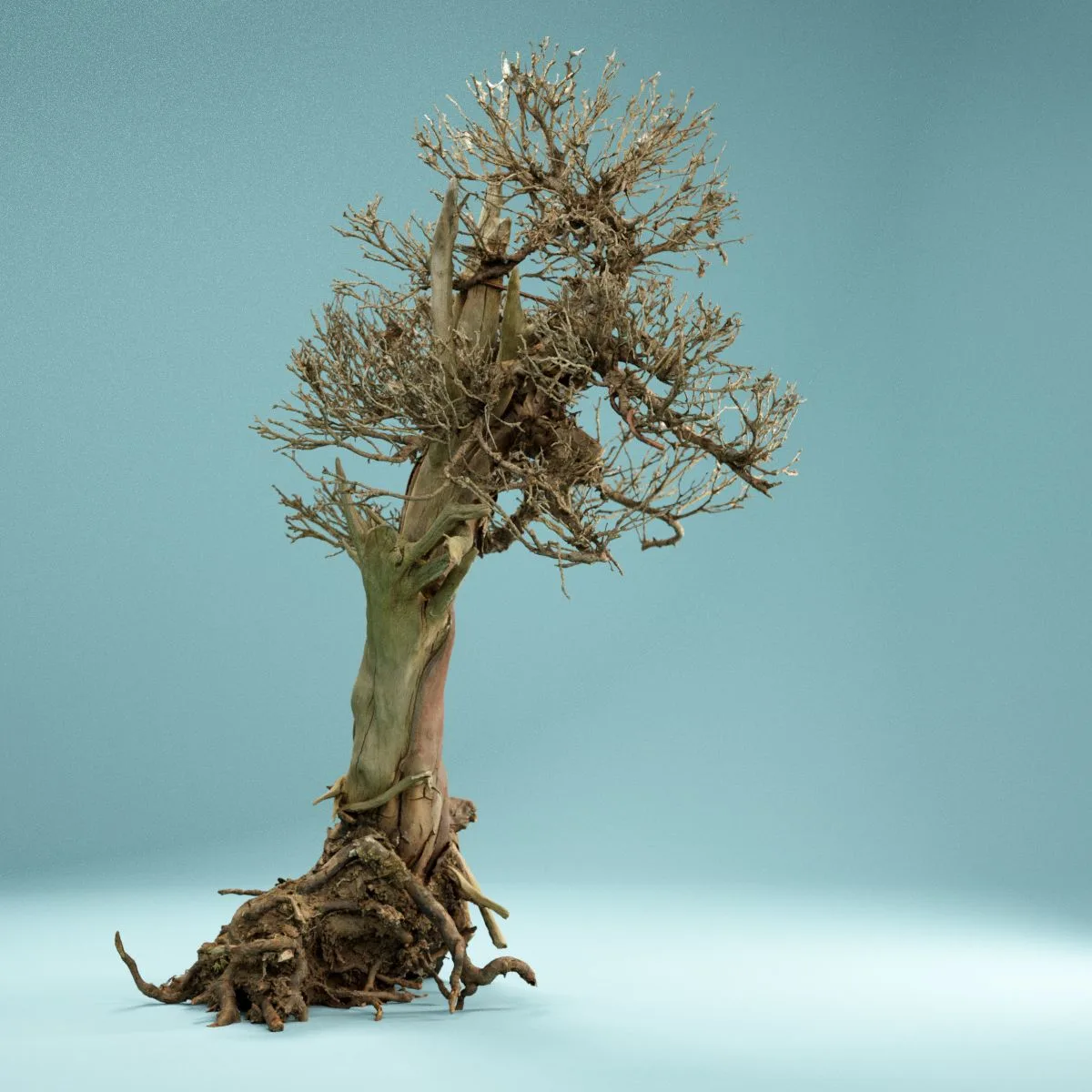 RAW SCAN Dead Bonsai Tree 2 - FlippedNormals