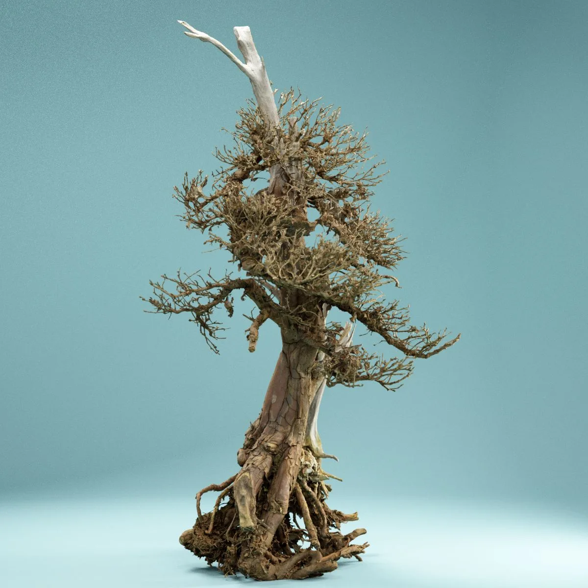 RAW SCAN Dead Bonsai Tree 5 - FlippedNormals