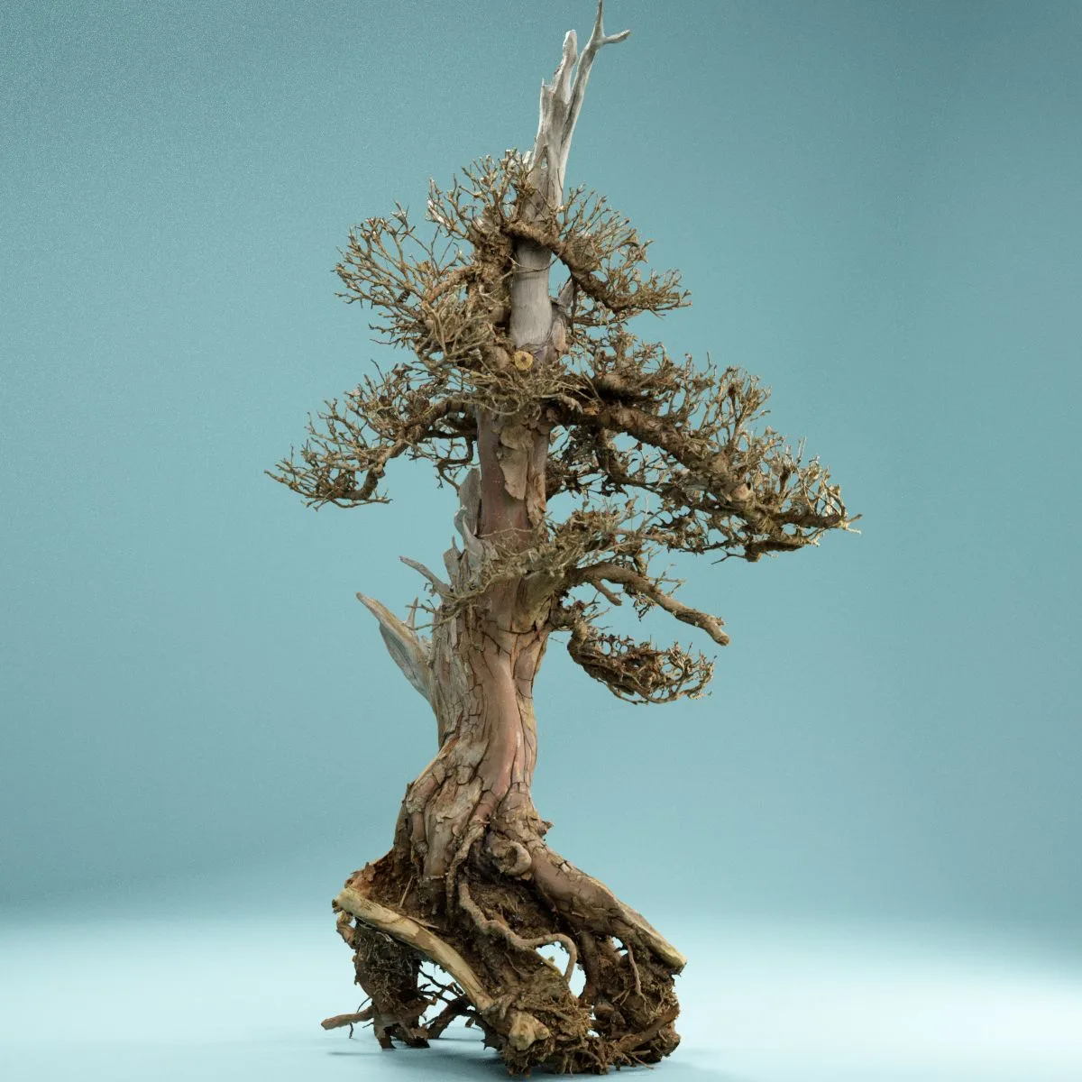 RAW SCAN Dead Bonsai Tree 5 - FlippedNormals