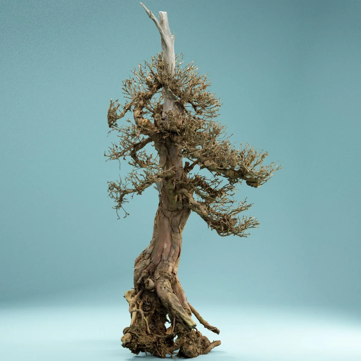 RAW SCAN Dead Bonsai Tree 5 - FlippedNormals