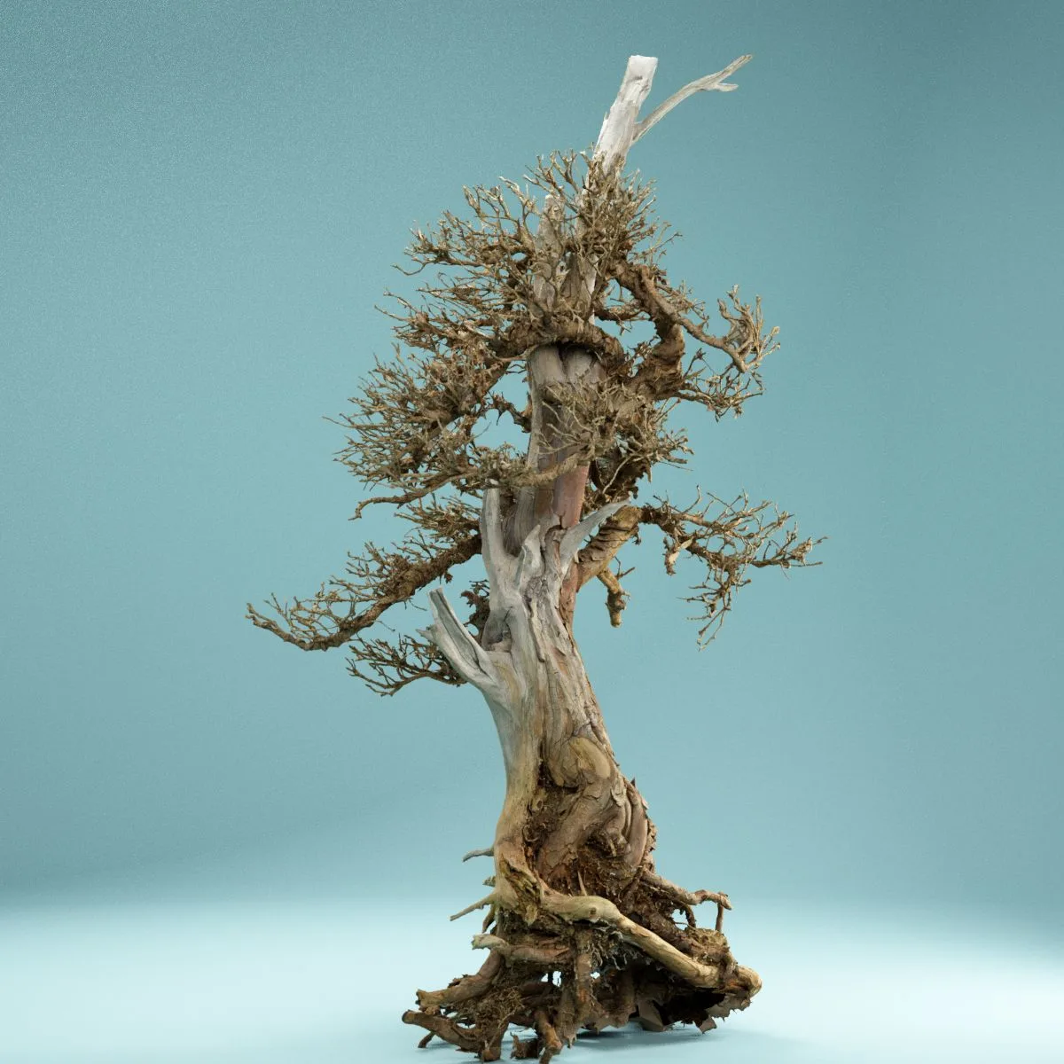 RAW SCAN Dead Bonsai Tree 5 - FlippedNormals