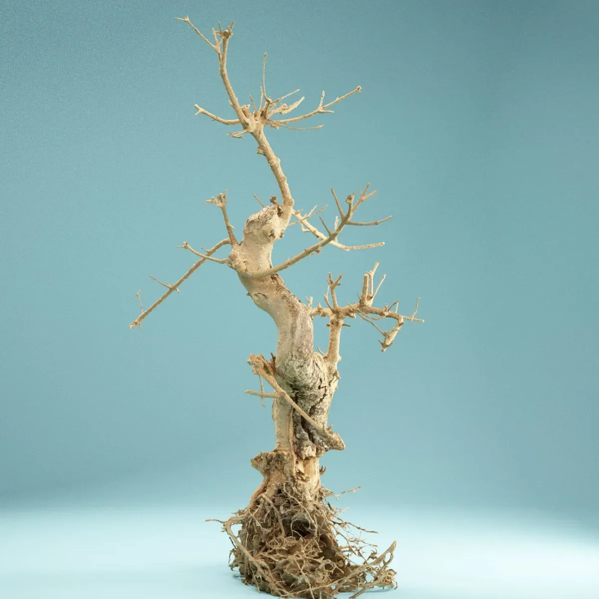 9 RAW SCAN Dead Bonsai Tree Collection - FlippedNormals