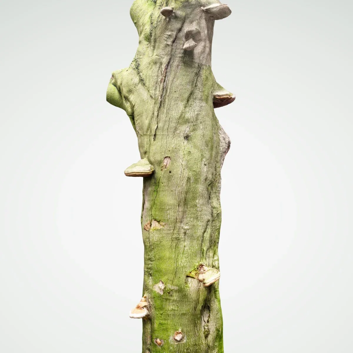 Tree 3 - FlippedNormals