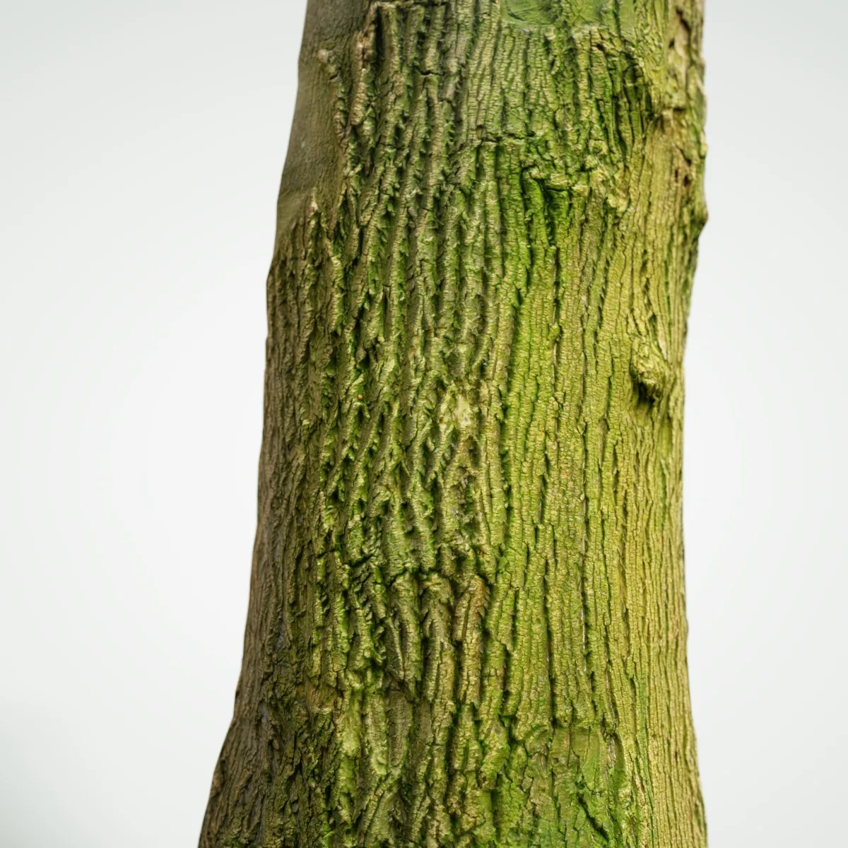 Tree 5 - FlippedNormals