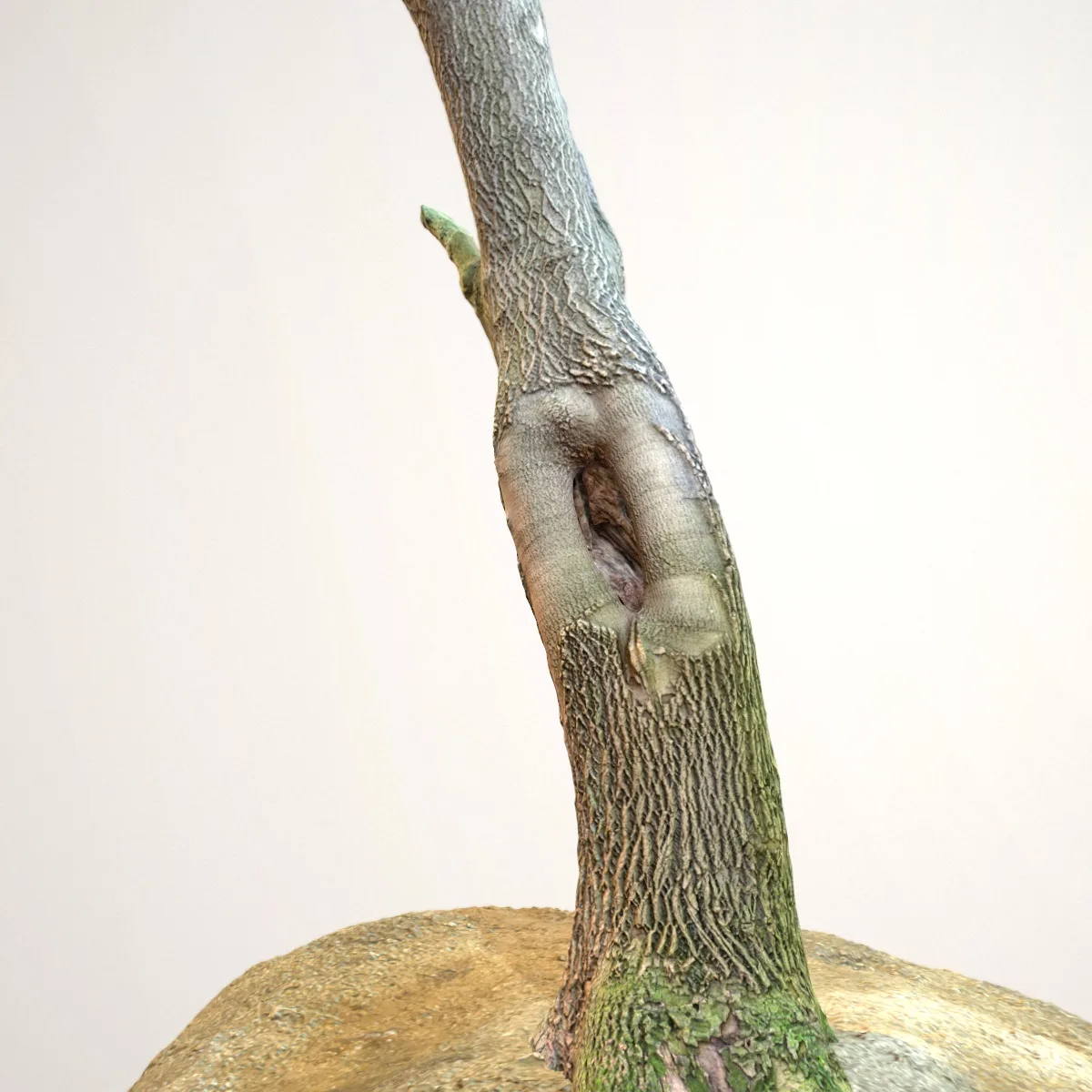 Tree 5 - FlippedNormals