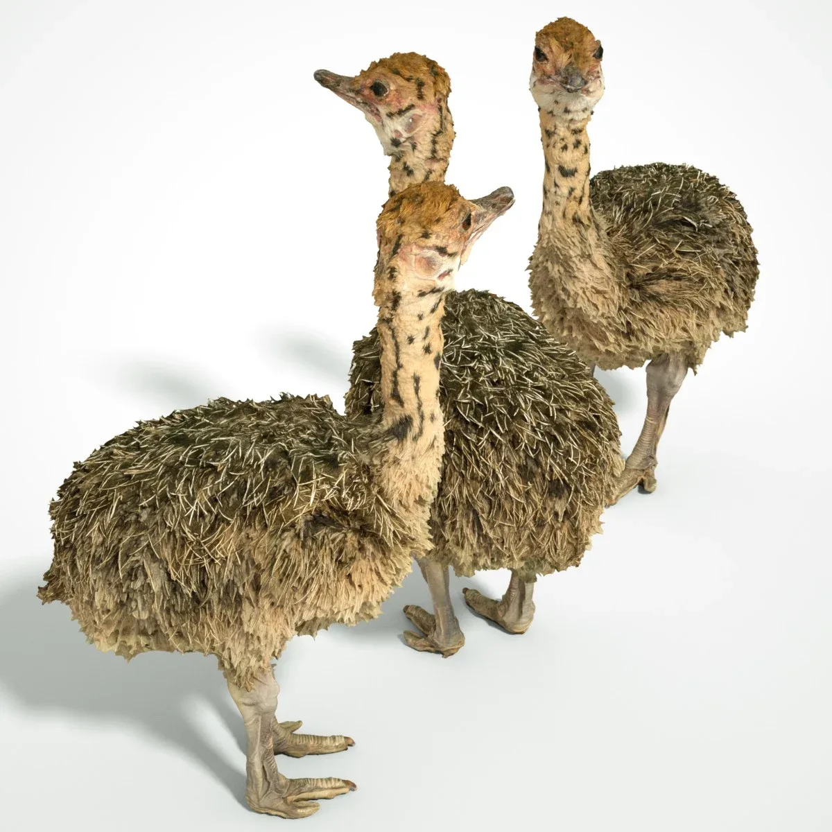 Ostrich Struthio Camelus Struisvogel - FlippedNormals