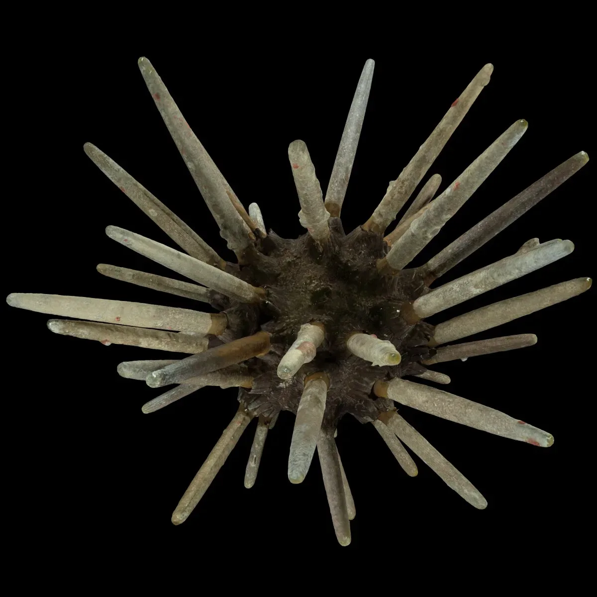 Stekelbeest Spike Animal - FlippedNormals