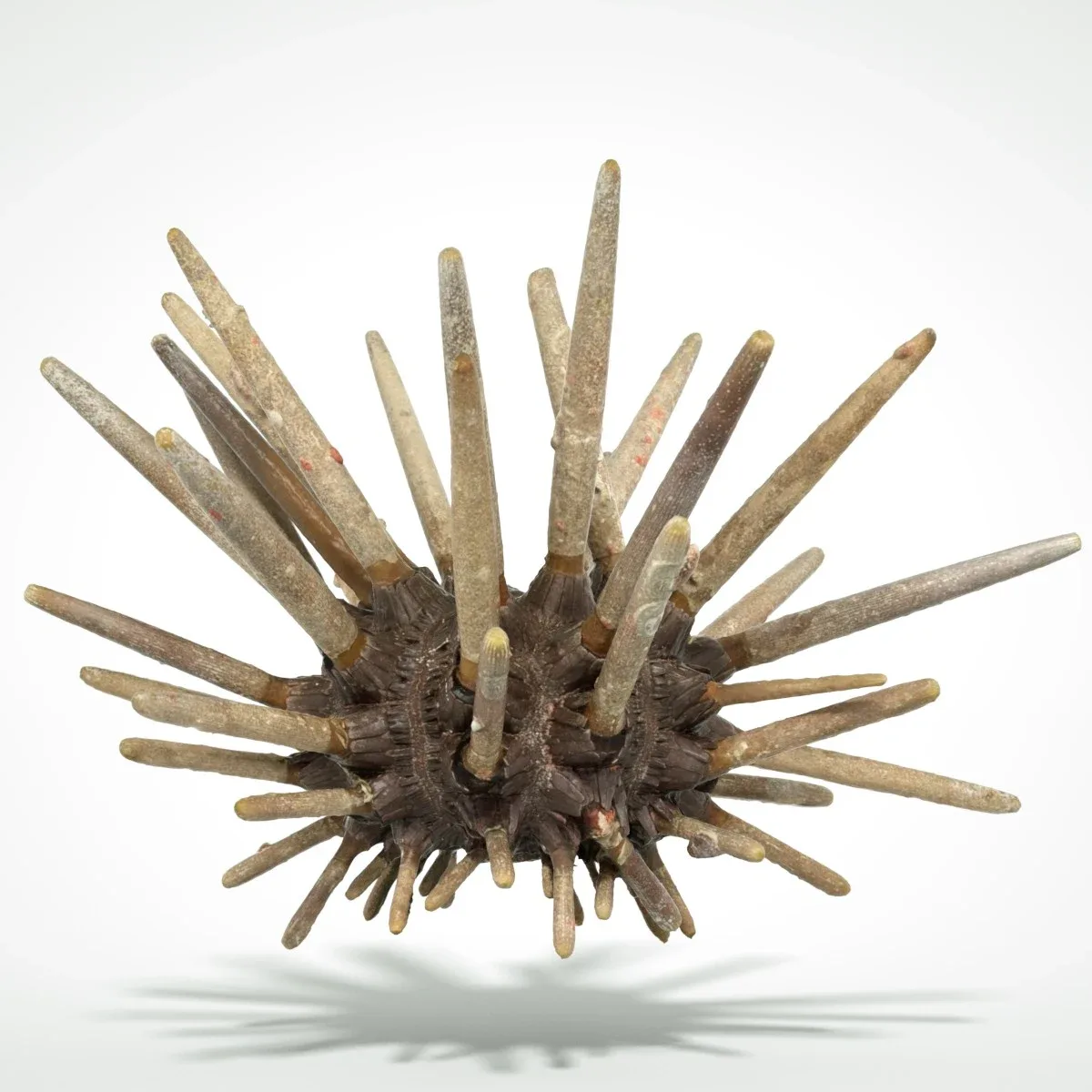 Stekelbeest Spike Animal - FlippedNormals