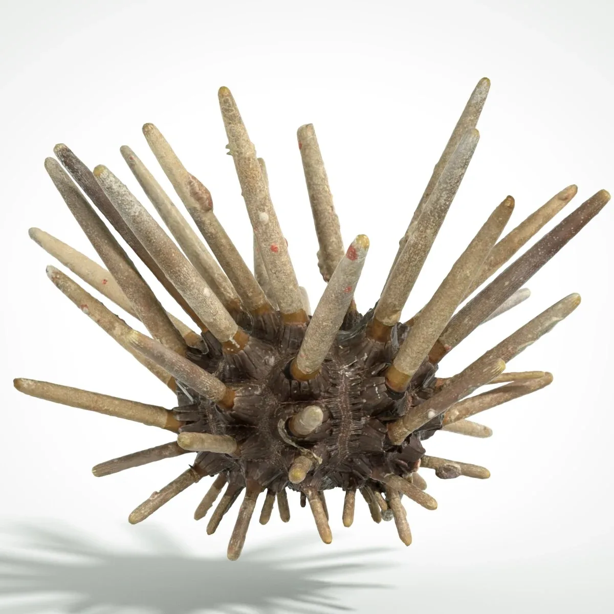 Stekelbeest Spike Animal - FlippedNormals