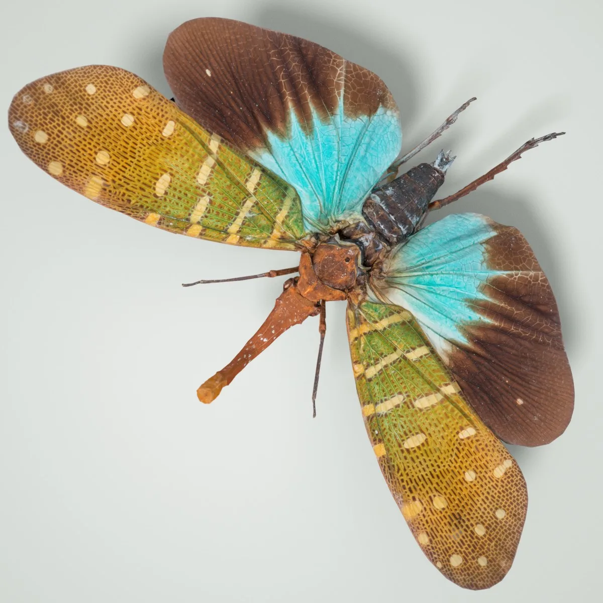 Pyrops Pyrorgyncha Borneo Cicada - FlippedNormals