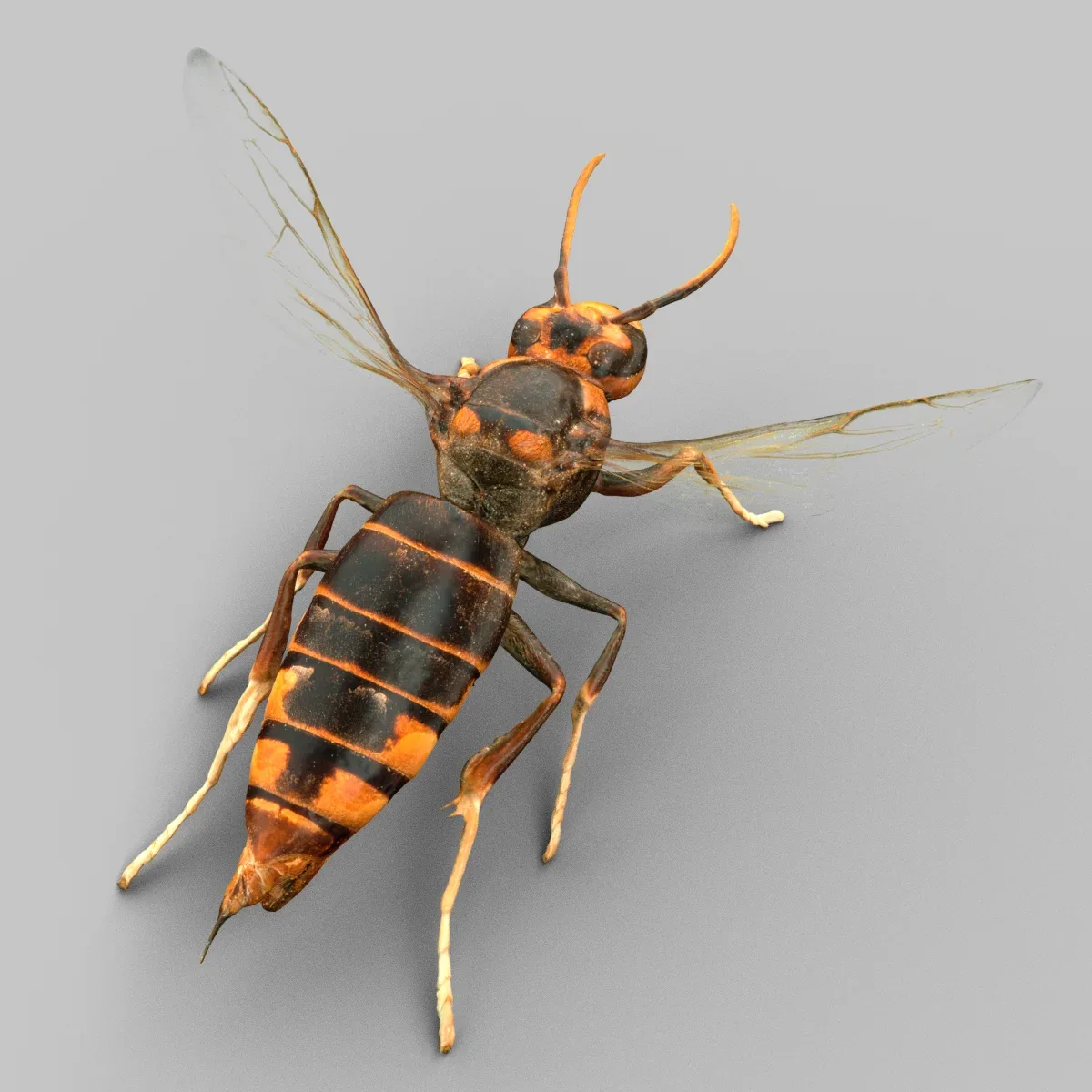 Vespa Velutina Variana Wasp Insect - FlippedNormals