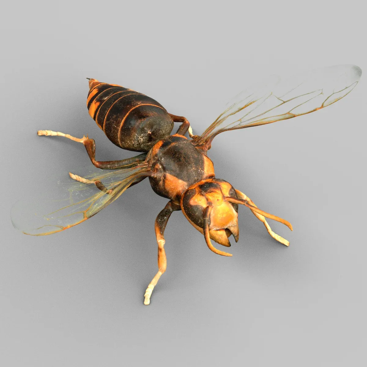 Vespa Velutina Variana Wasp Insect - FlippedNormals