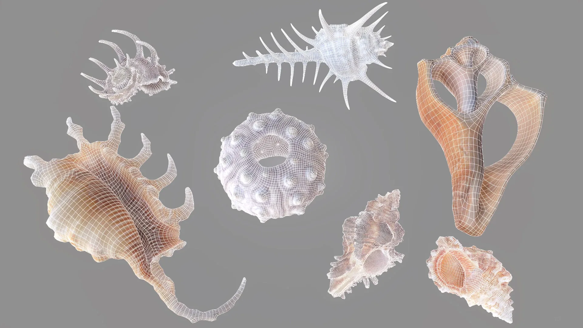 7 3D Scanned Sea Shells Collection - FlippedNormals
