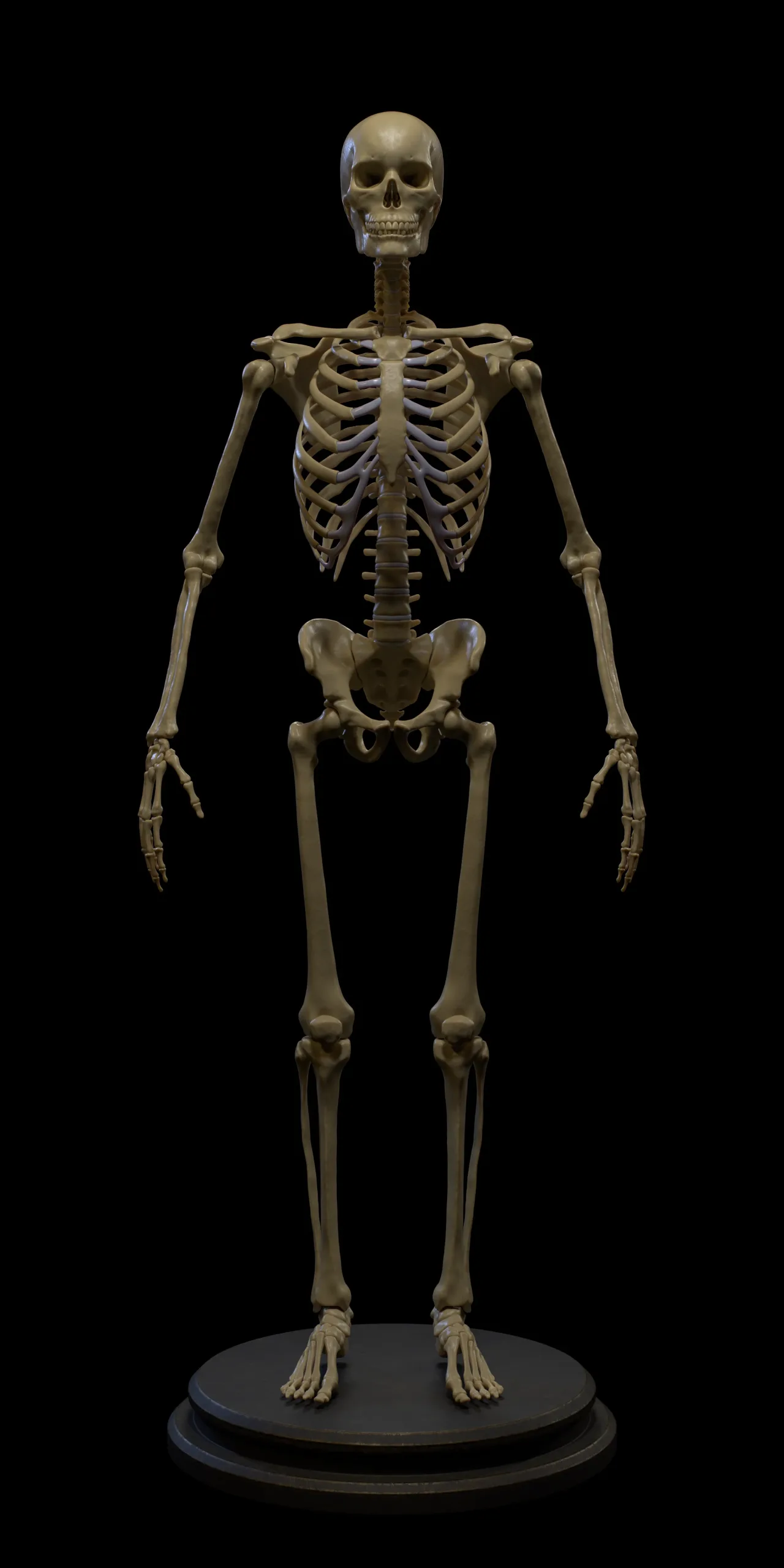 Écorché - Anatomy Tool - FlippedNormals