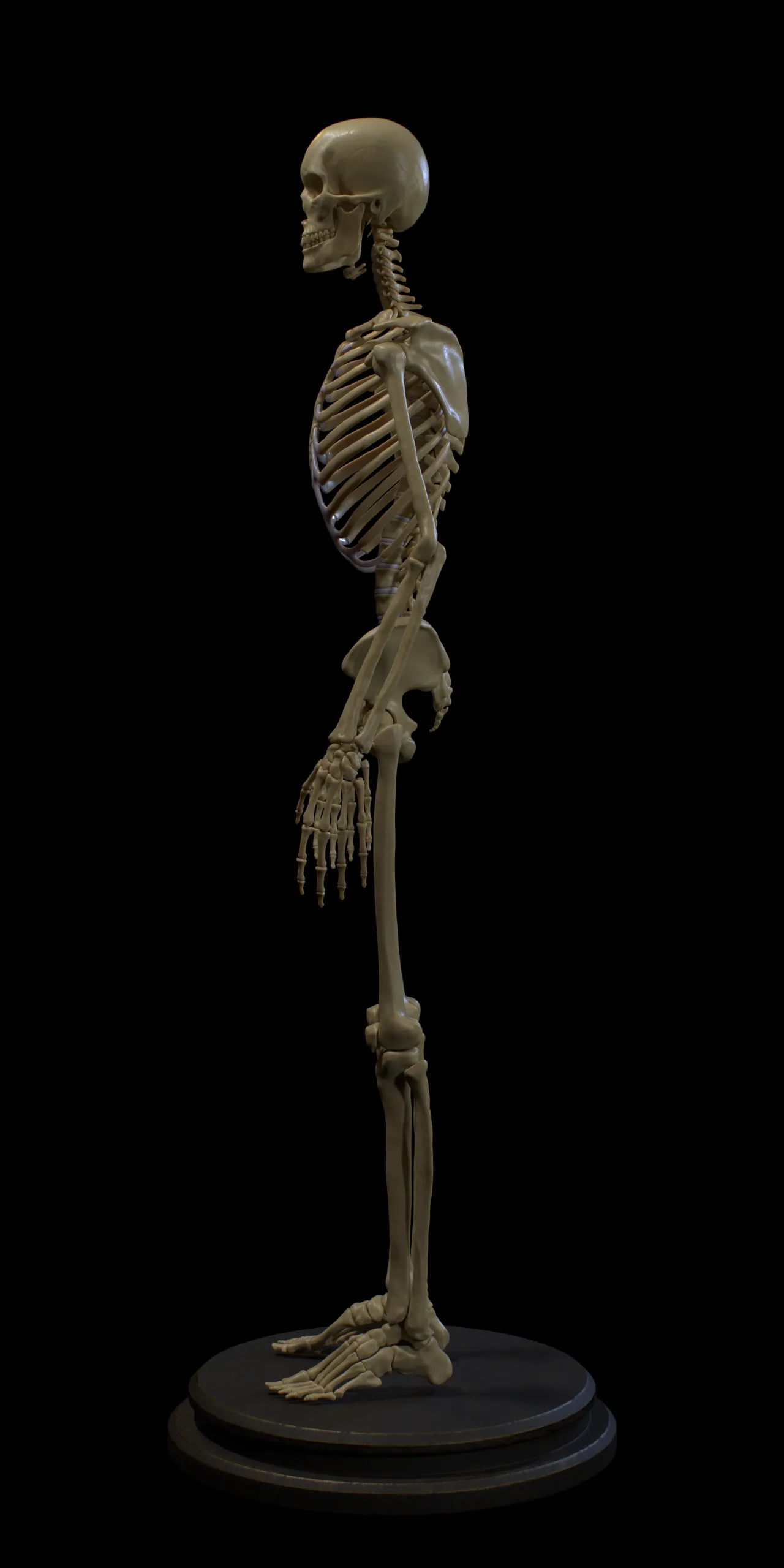Écorché - Anatomy Tool - FlippedNormals