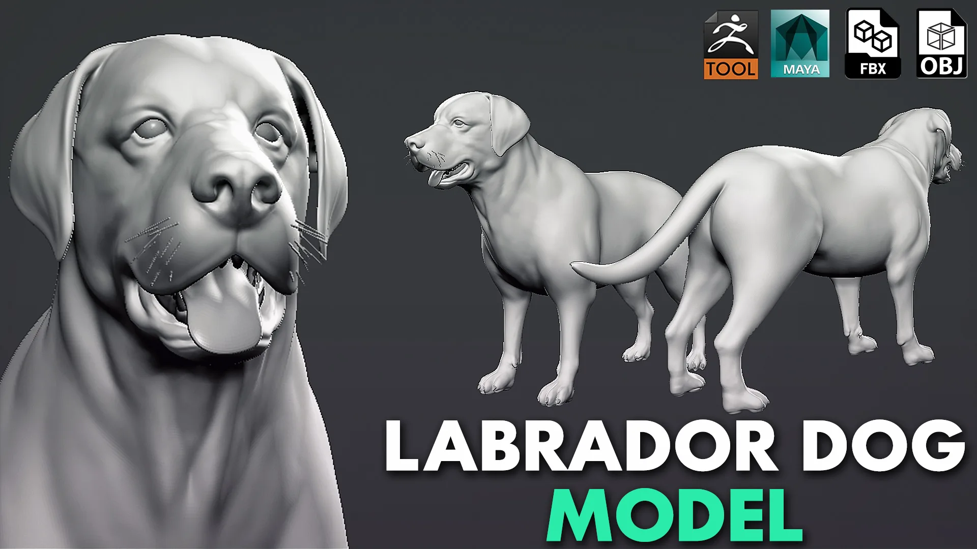 Labrador Dog - Topology + UV Map - FlippedNormals