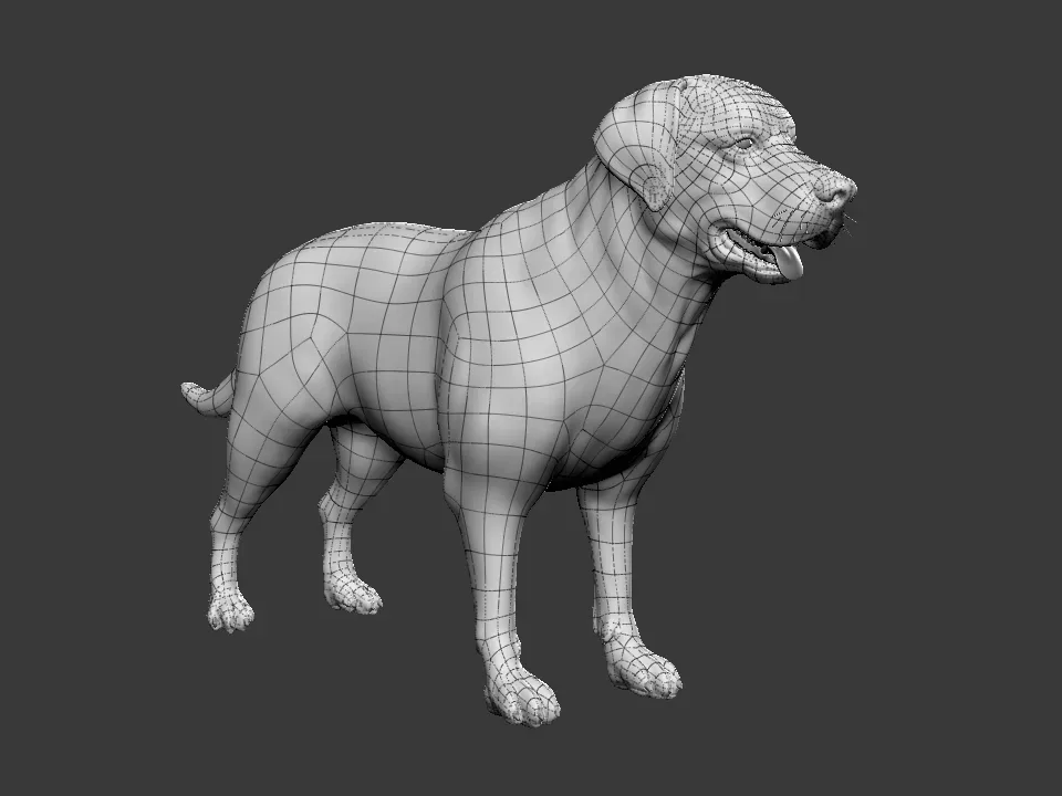 Labrador Dog - Topology + UV Map - FlippedNormals