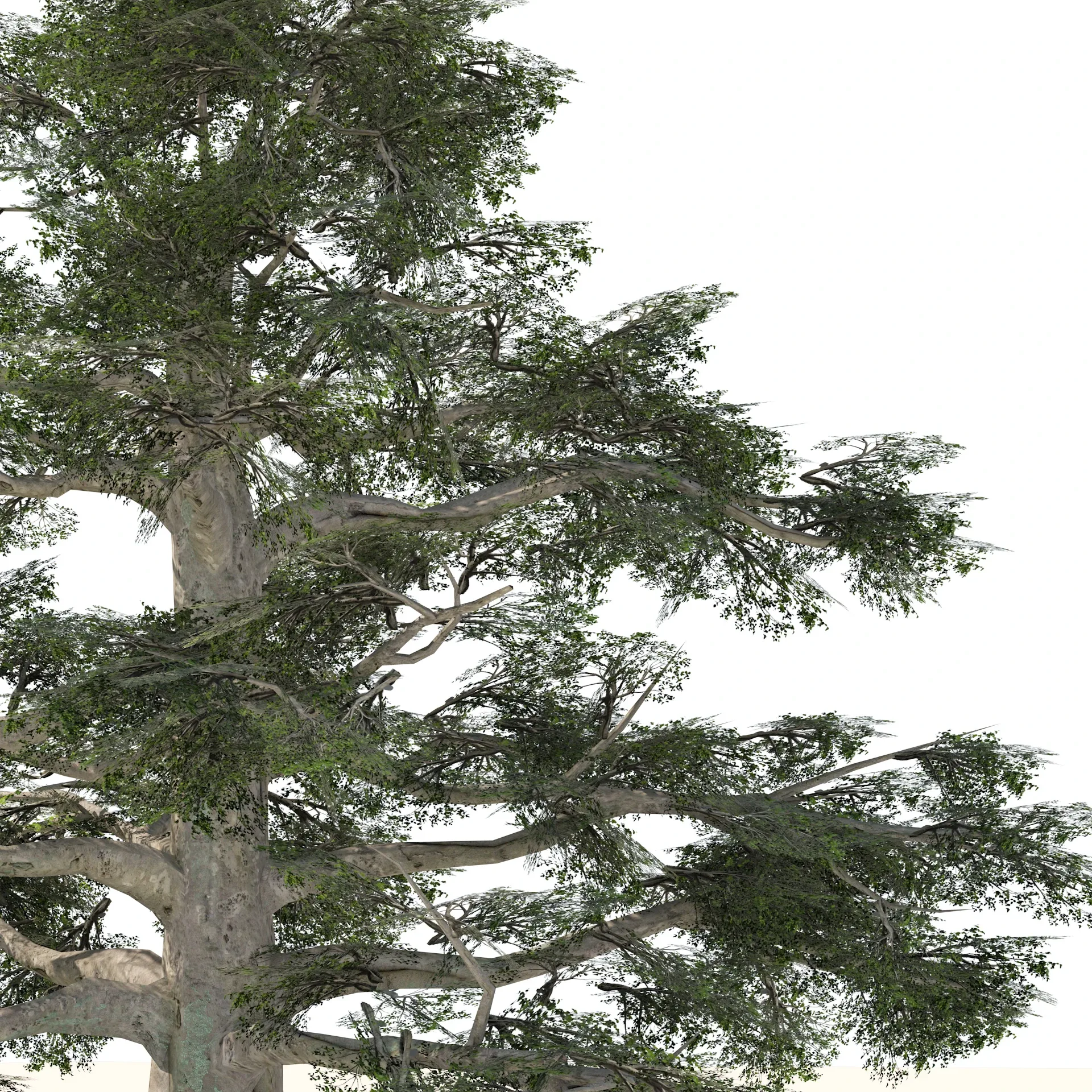 Low Poly Common Beech Trees 3D - FlippedNormals