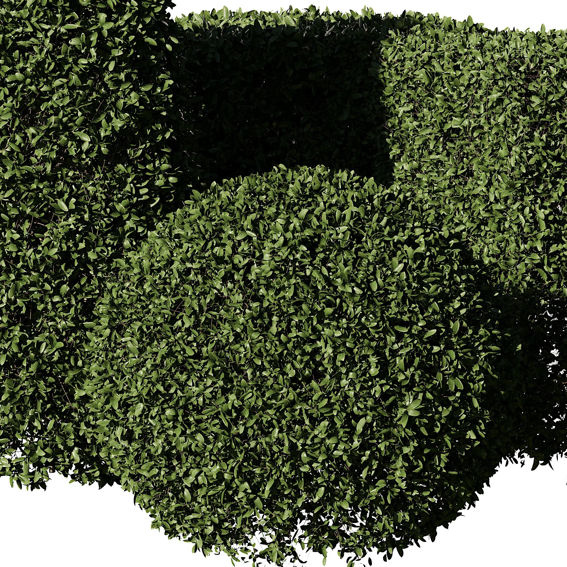 5 Shaped Boxwood Bushes - FlippedNormals