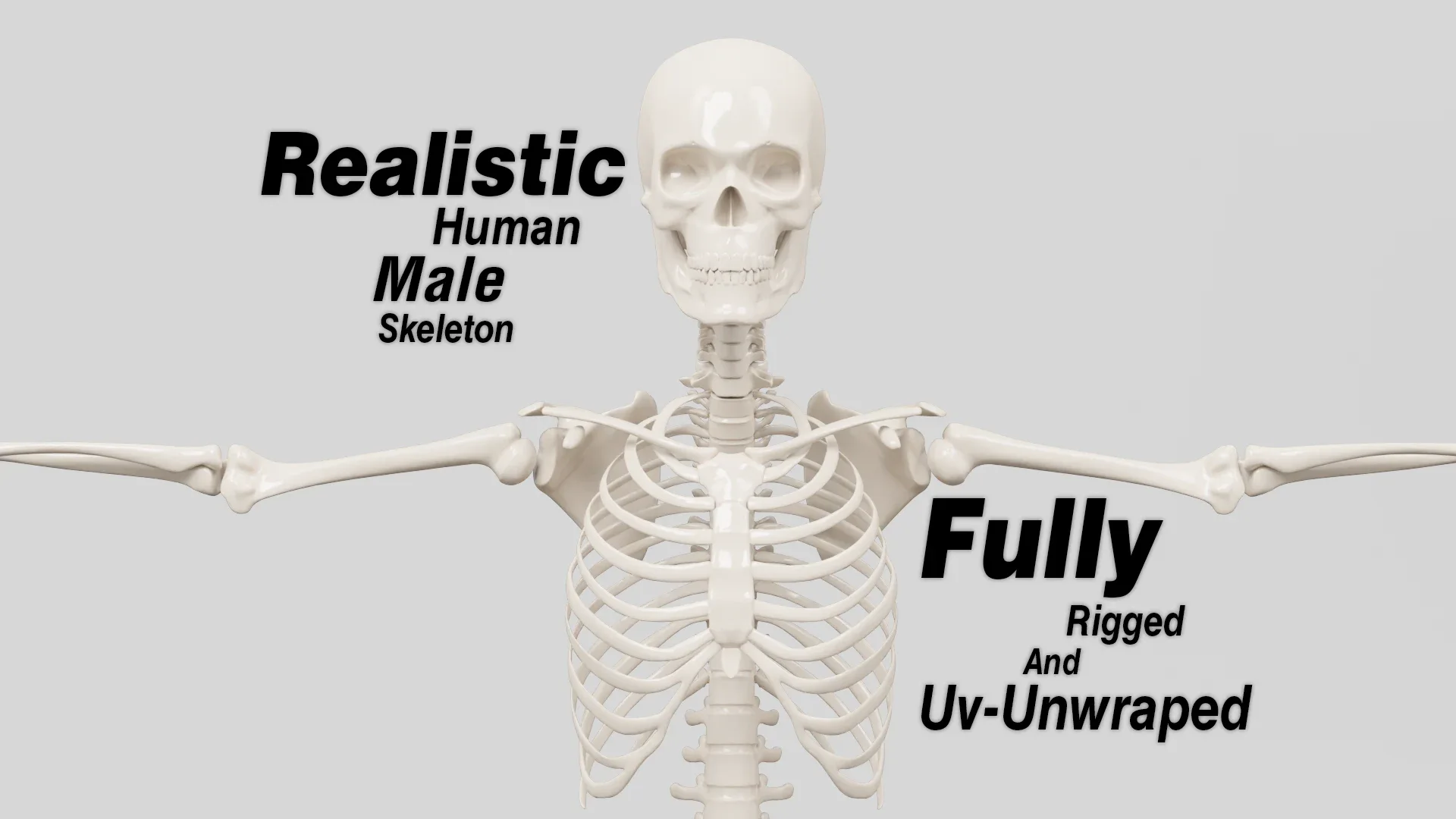 Realistic Human Male Skeleton - FlippedNormals