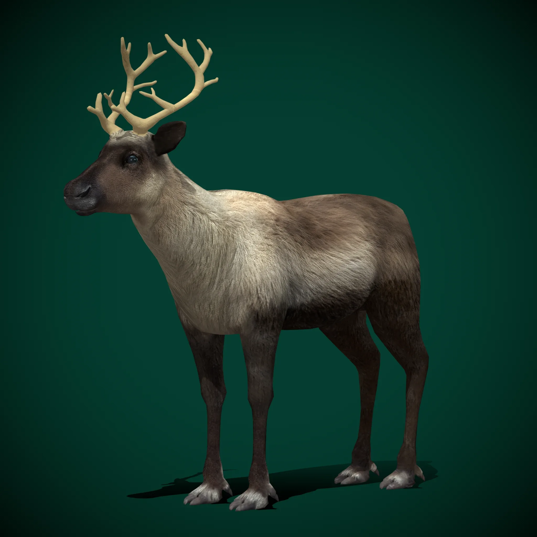 Reindeer Caribou Animal - FlippedNormals