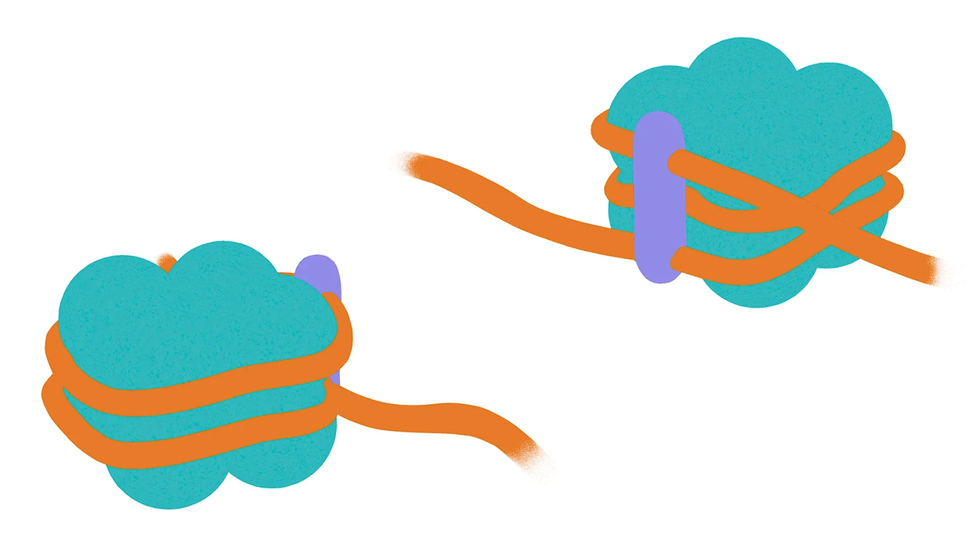 Histone Structure - FlippedNormals