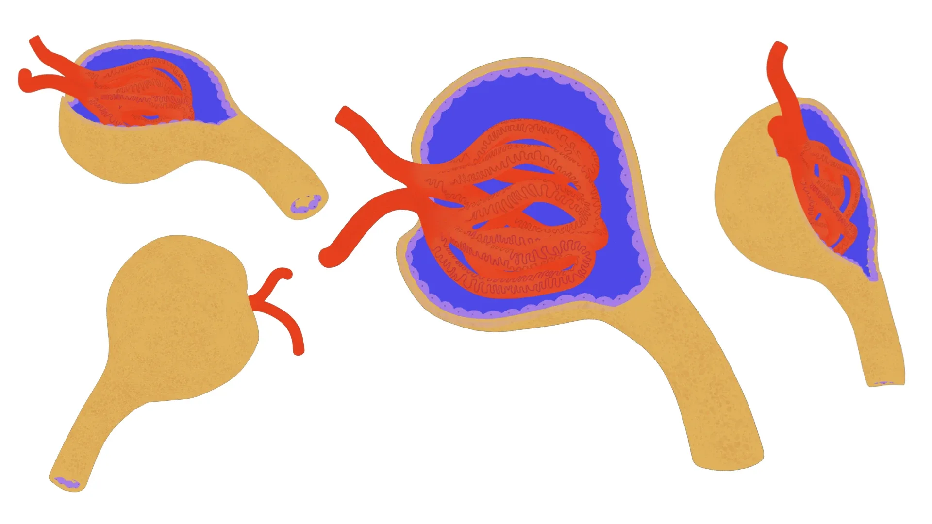 Glomerulus Anatomy - FlippedNormals